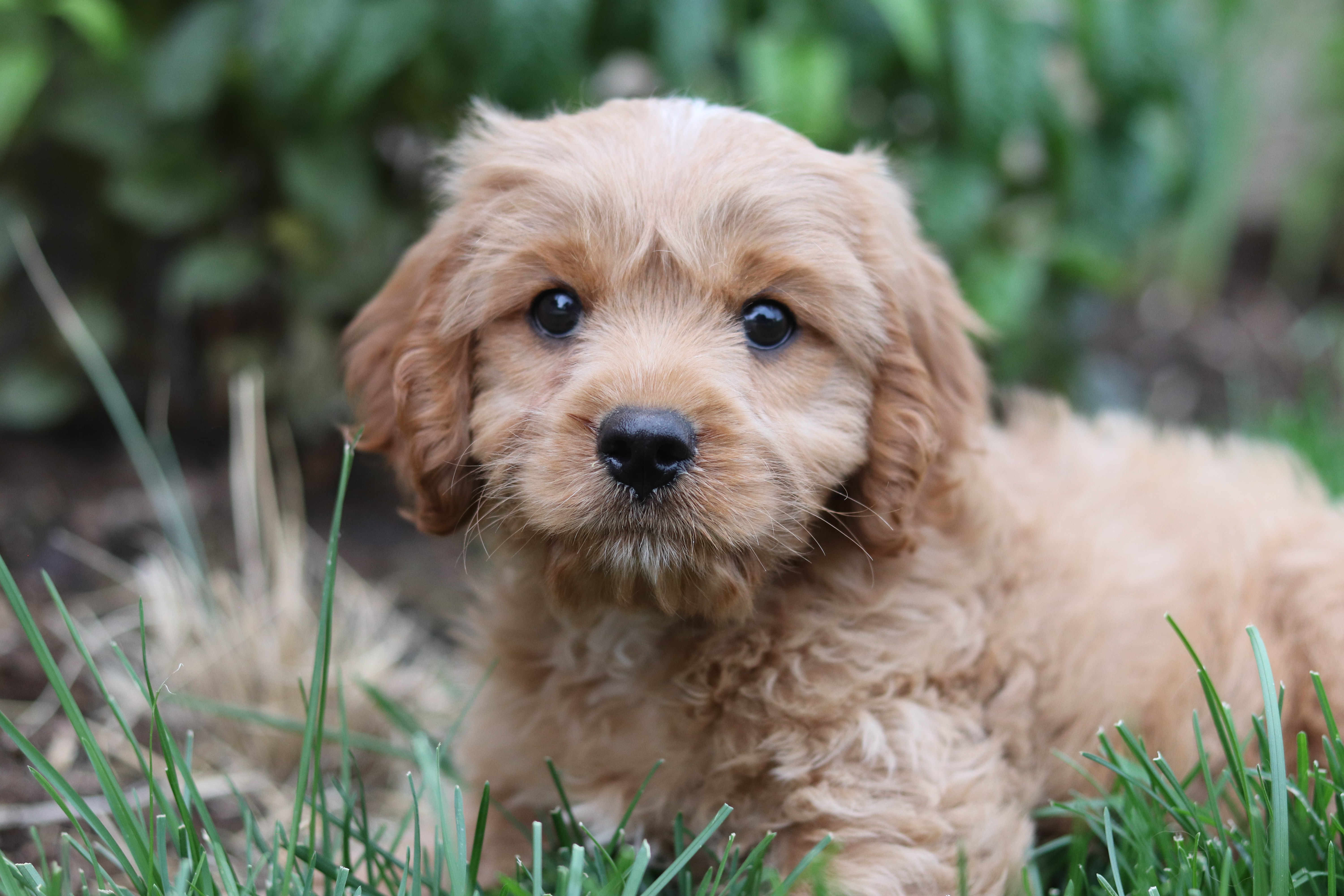 Cavoodle | Dog Breed Information | Pawshake Blog