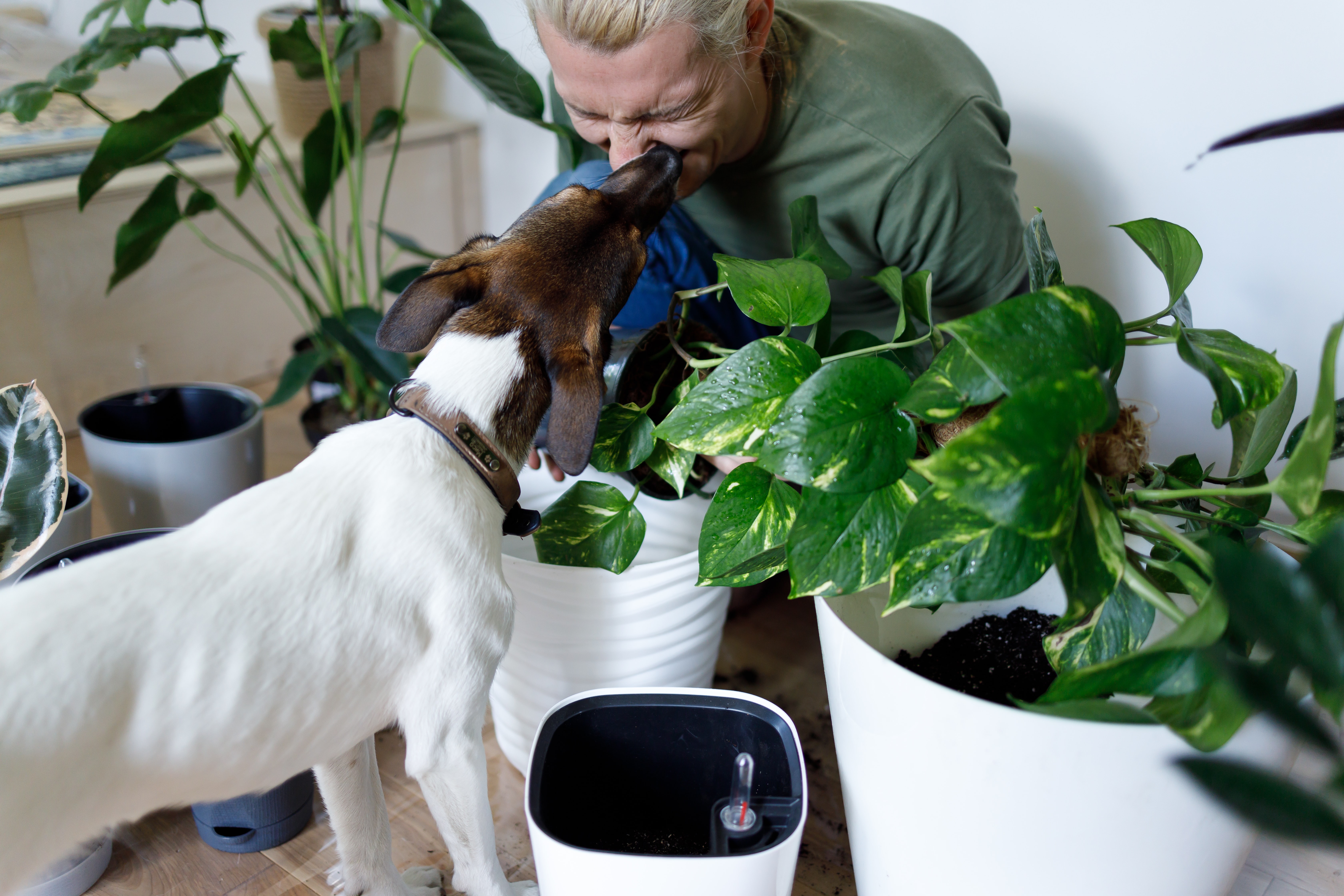 How to keep an indoor dog happy | Pawshake Blog